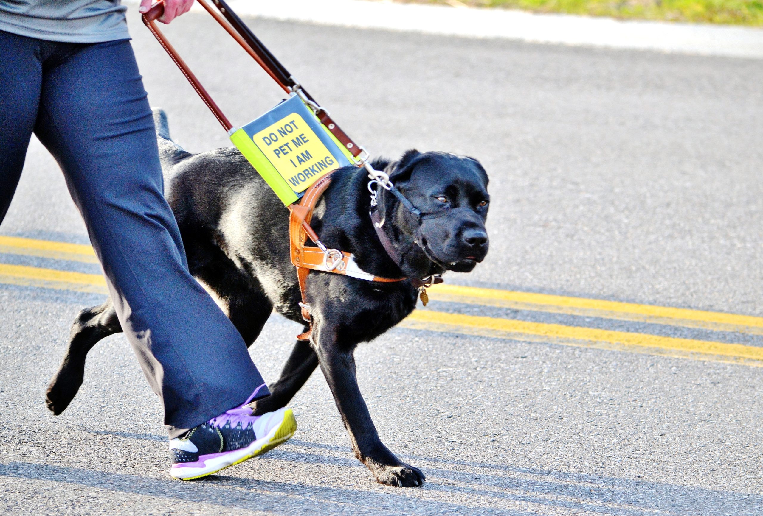 How Do I Get A Service Dog? - Disability Network/Lakeshore